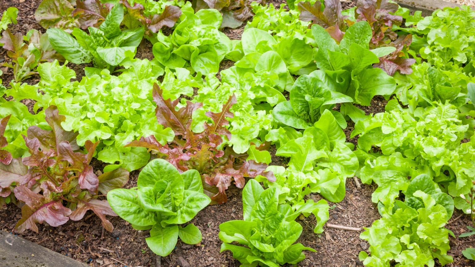Best Beginner Vegetables: 11 Easy Crops to Grow from Seed