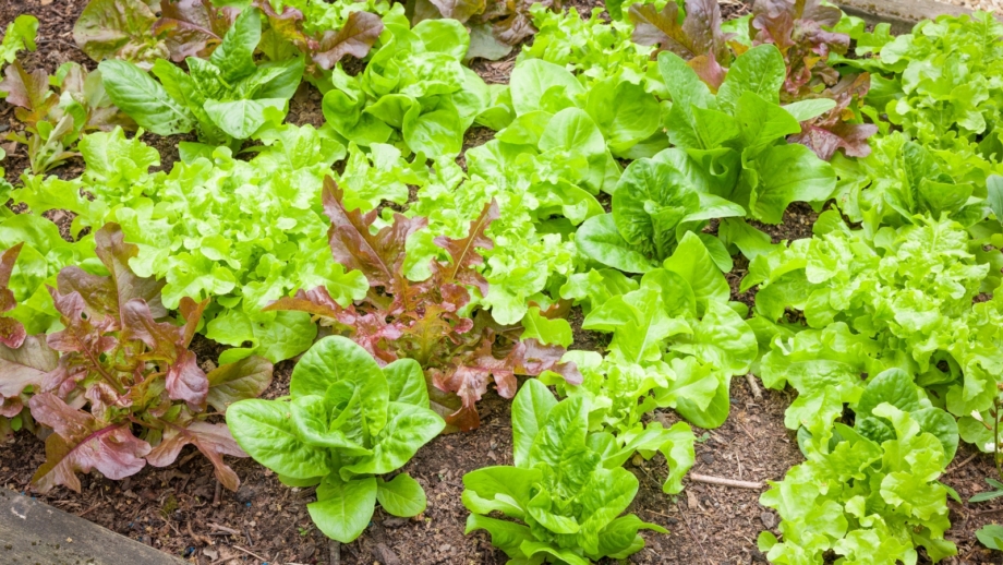 Best Beginner Vegetables: 11 Easy Crops to Grow from Seed
