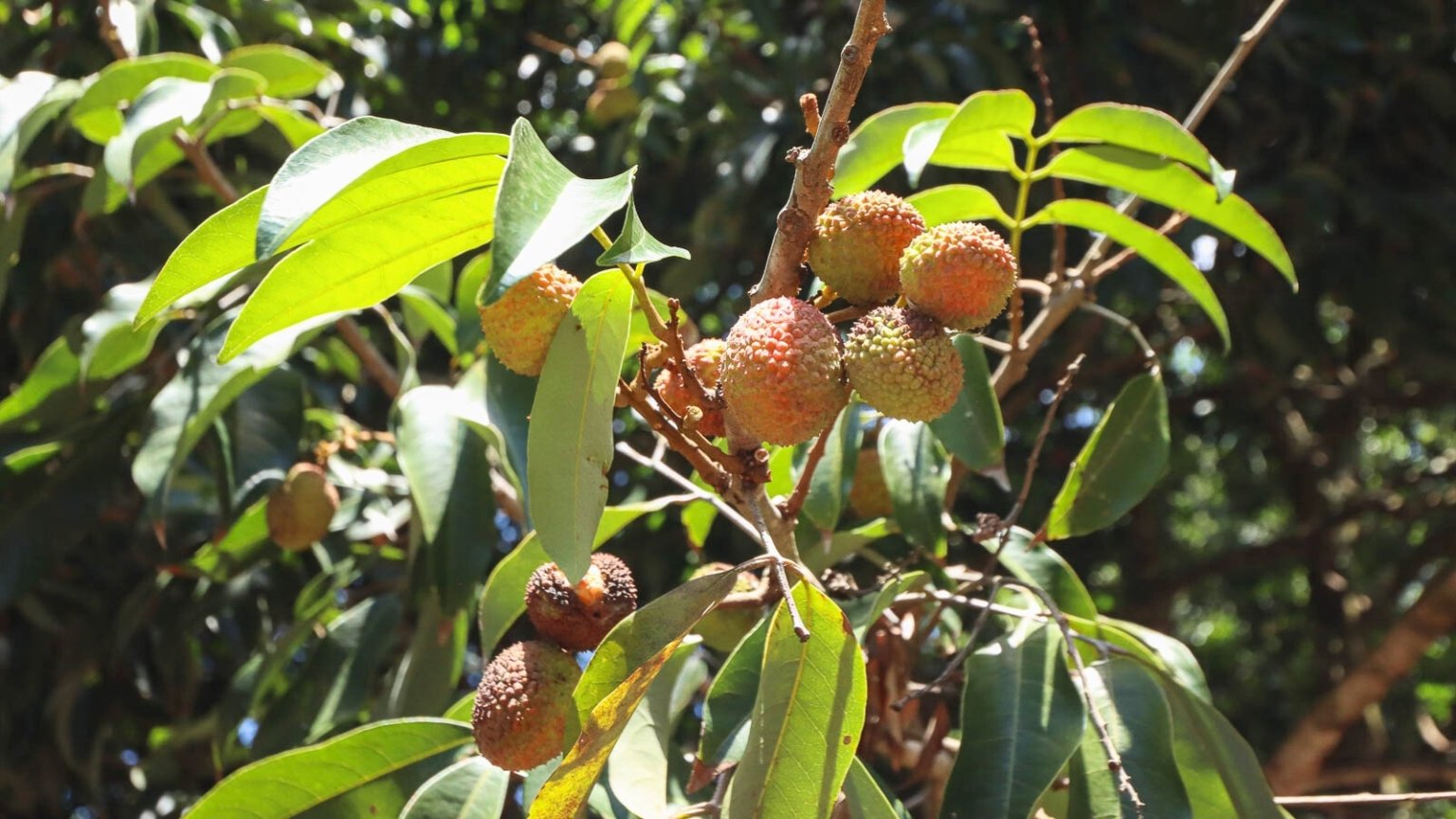 How to Plant, Grow, and Care for Lychee Trees