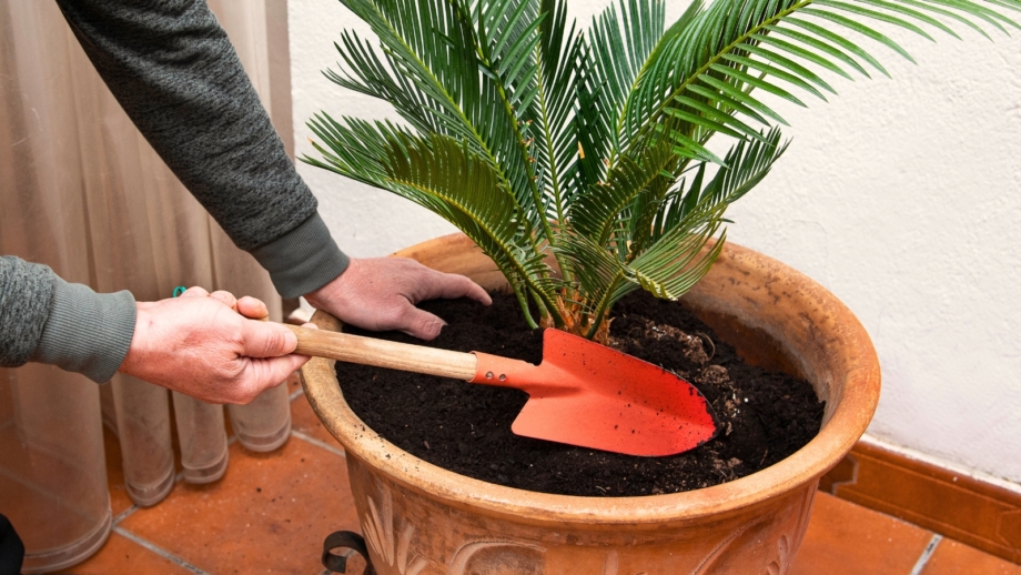 How and When to Fertilize Indoor Palm Trees