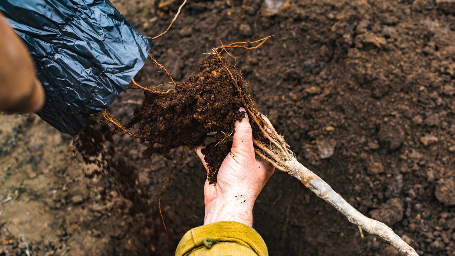 When to Plant Bare-Root Fruit Trees in Your Zone