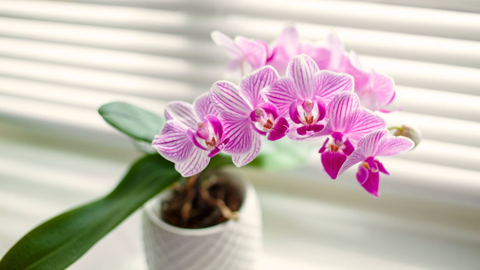 Types of Orchids: 47 Different Orchid Varieties With Names and Pictures