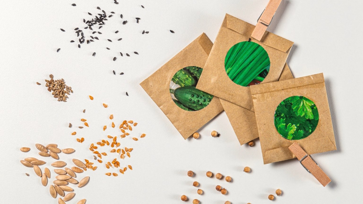 How to Germinate Seeds on Paper Towels in 7 Steps