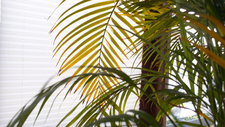 How and When to Fertilize Indoor Palm Trees
