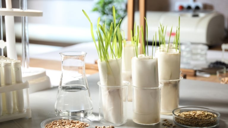 5 Seed Germination Methods To Try This Season - Epic Gardening