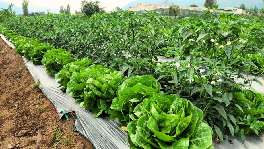 12 Crops We're Planting in 2025