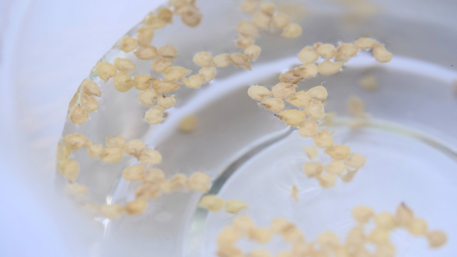 5 Seed Germination Methods To Try This Season - Epic Gardening