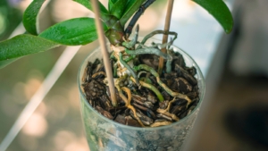 Why Are My Plant's Roots Sticking Out of the Soil?