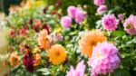 Planning Your Spring Flower Garden: 7 Pro Tips