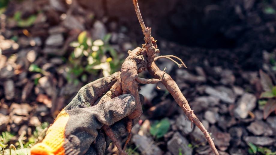 11 Bare-Root Perennials to Plant in January