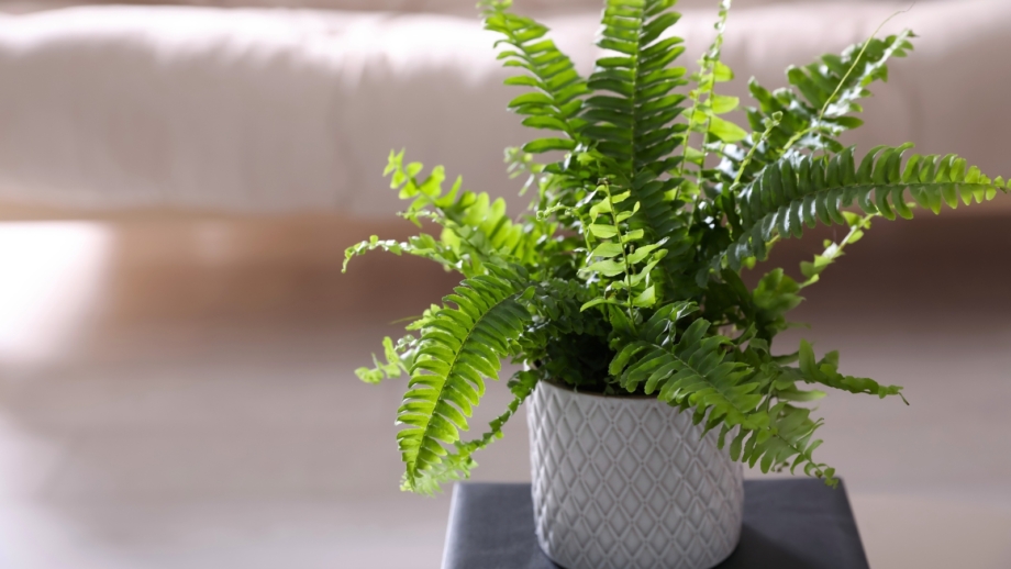 13 Plants That Love Being Misted