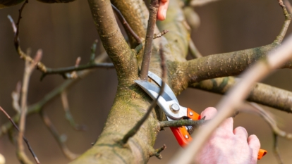 How and When to Spray Dormant Oil on Fruit Trees