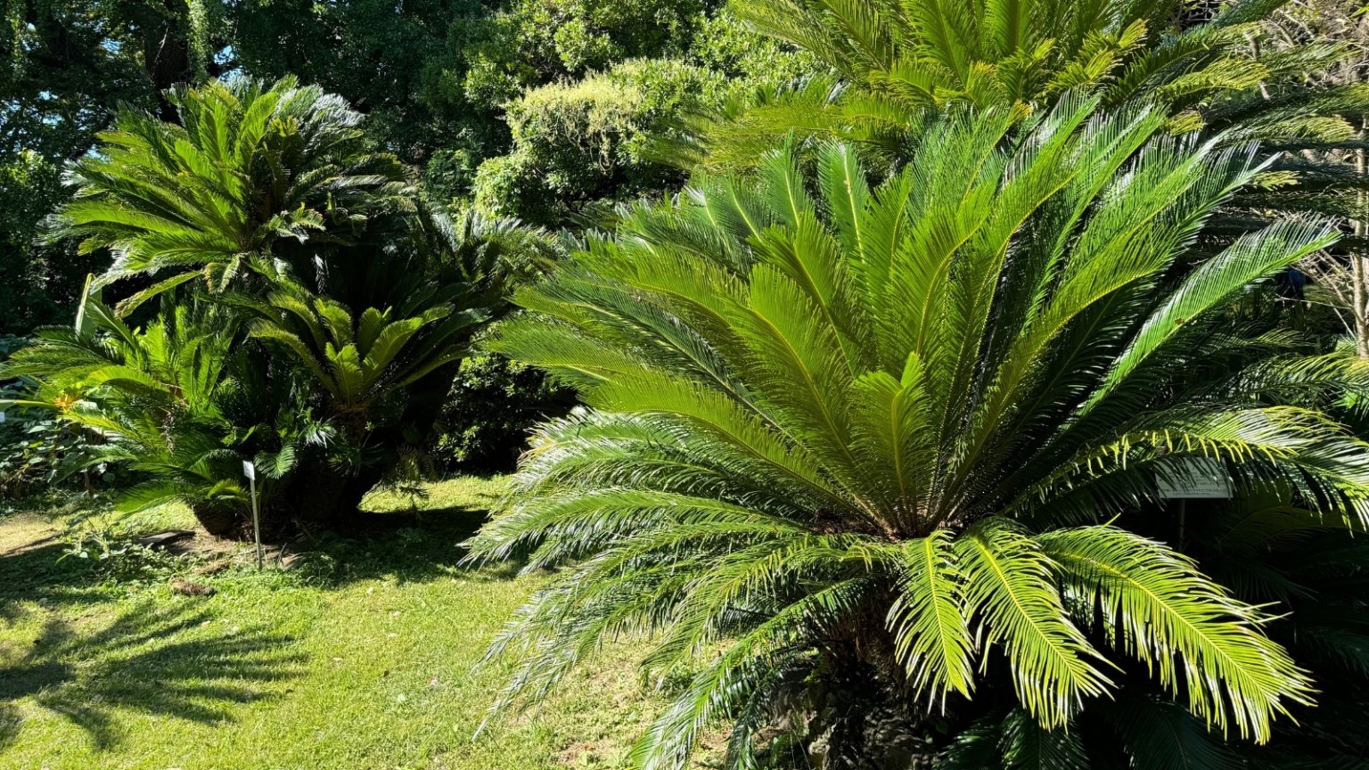 How to Grow and Care For Sago Palm Trees
