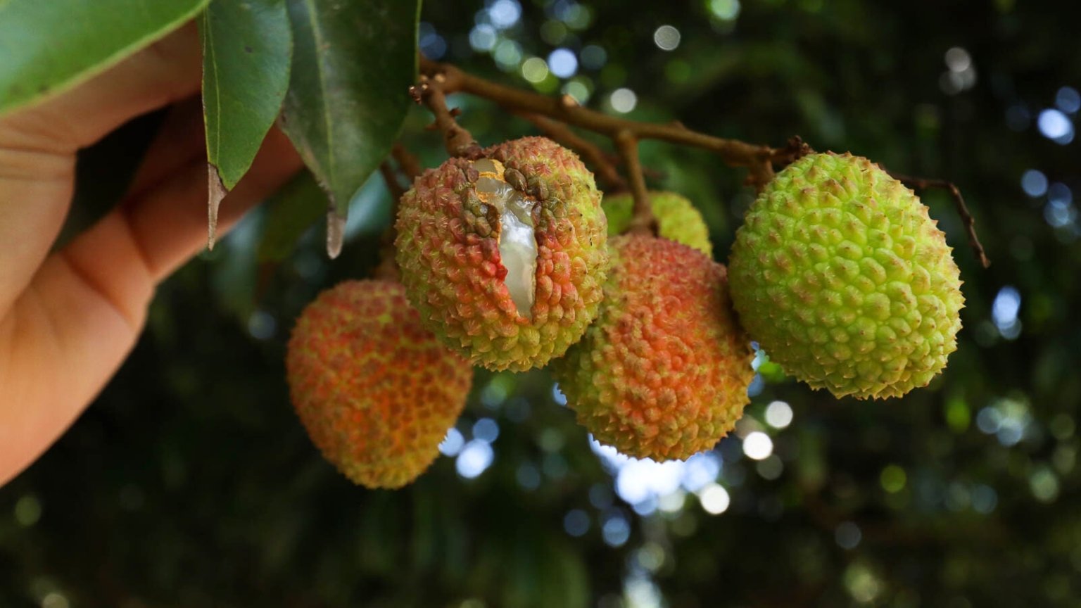How to Plant, Grow, and Care for Lychee Trees