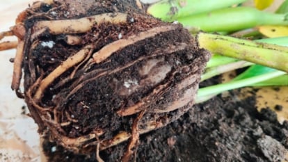 Root Rot: How to Identify, Treat, and Prevent it