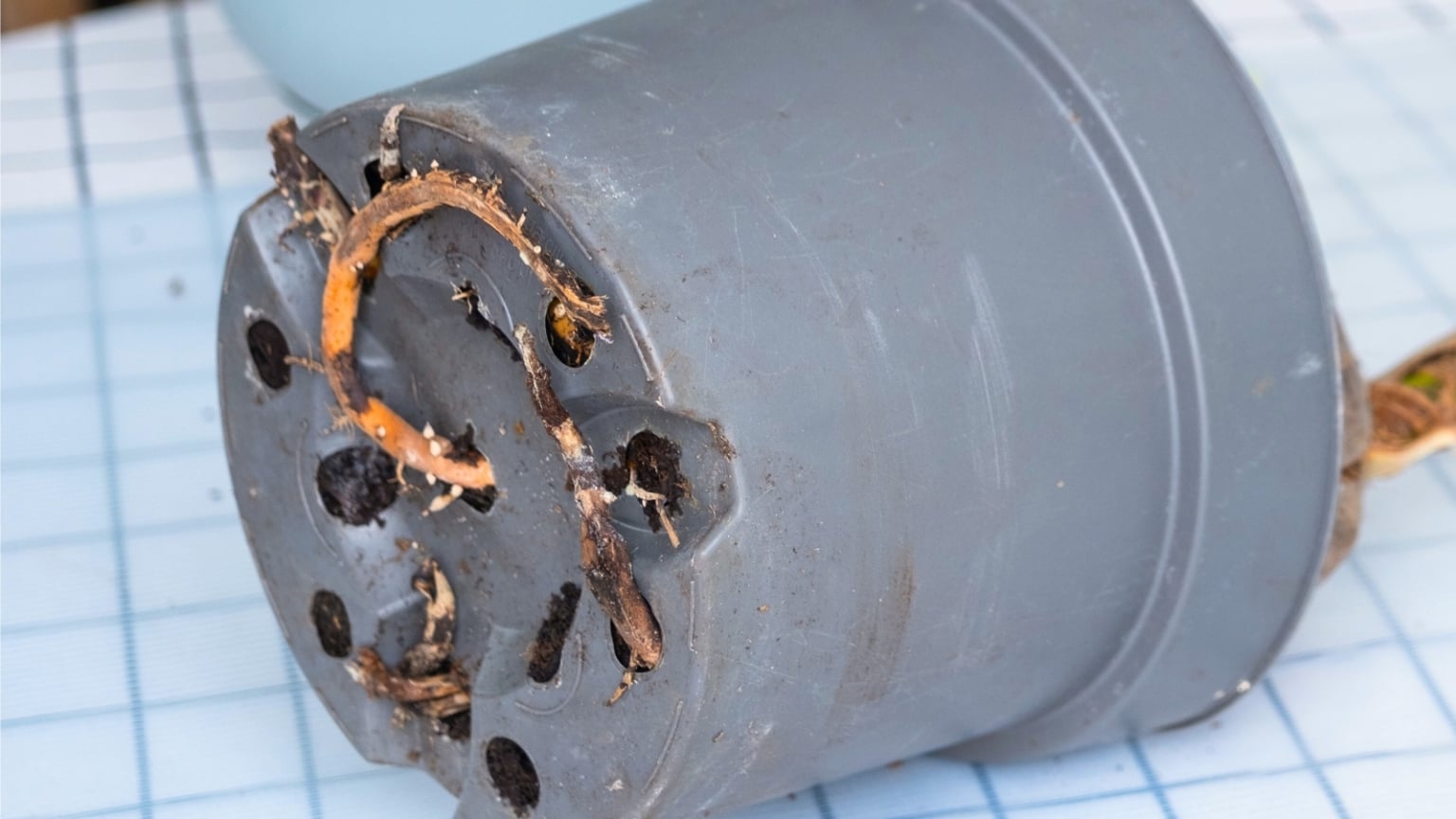 7 Signs It’s Time to Repot Your ZZ Plant