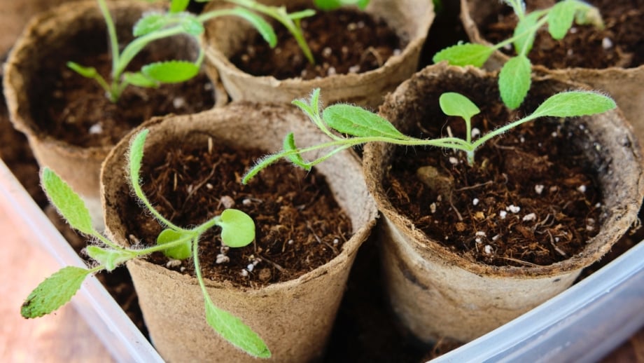 9 Best Containers to Use for Seed-Starting