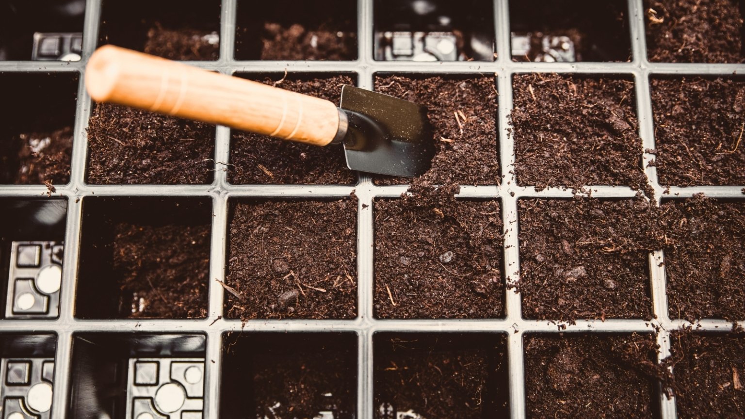 How to Grow Hellebore Flowers From Seed