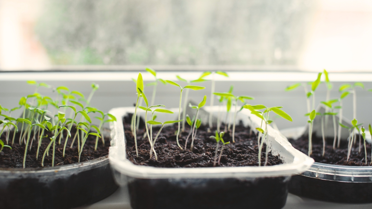 6 Ways to Reduce Your Seed-Starting Costs This Year