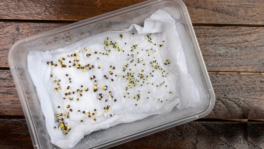 5 Seed Germination Methods To Try This Season - Epic Gardening