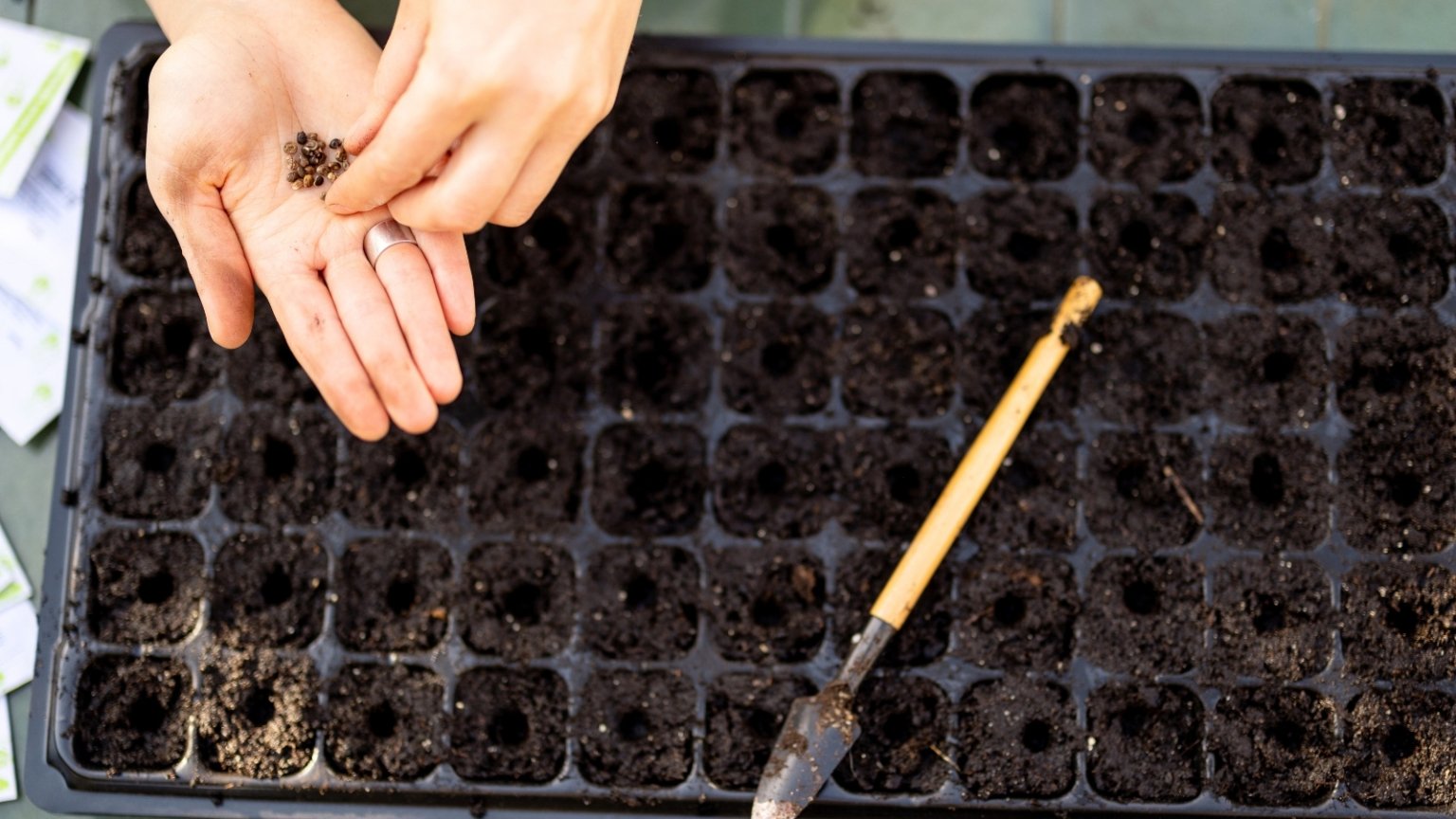 How Soaking Seeds Impacts Germination