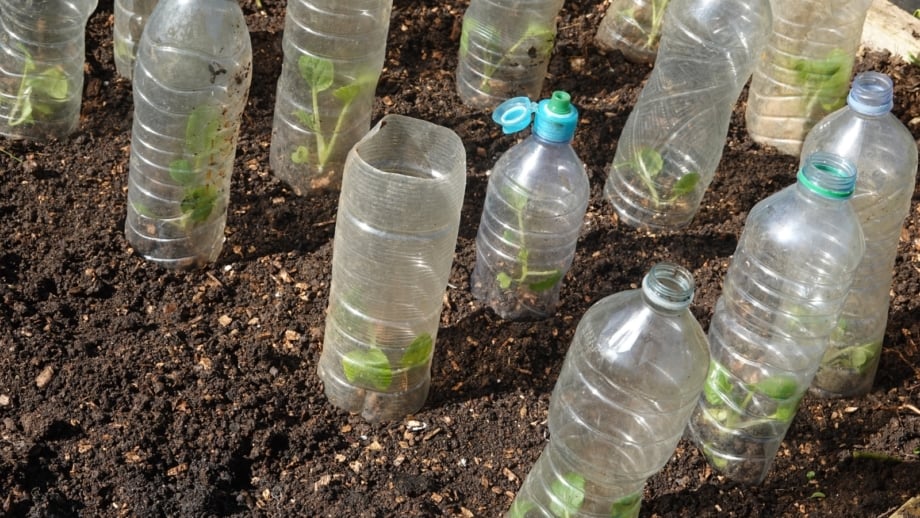 A Complete Beginner's Guide to Winter Sowing