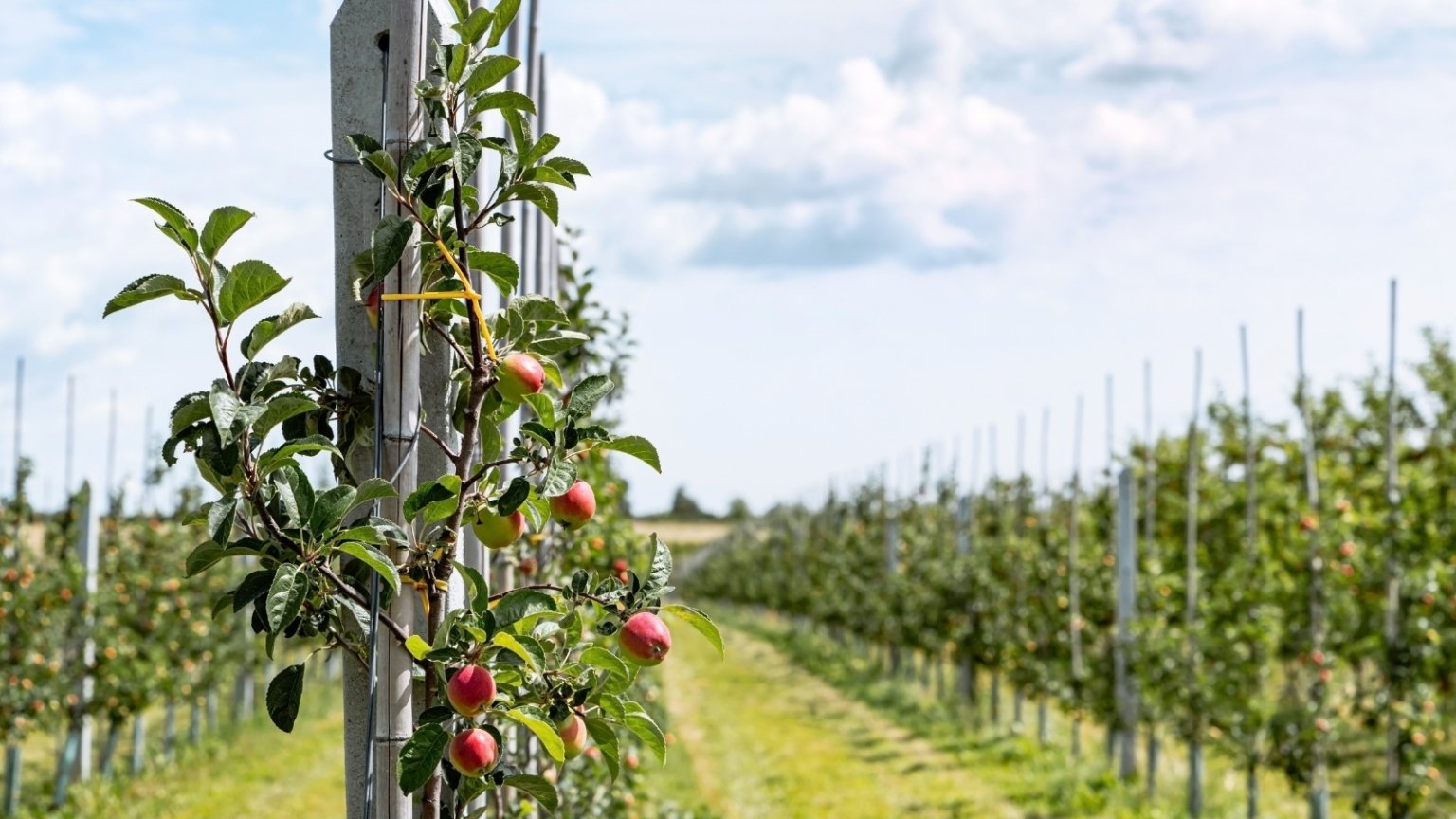 7 Ways to Protect Fruit Trees From Freezing Temperatures