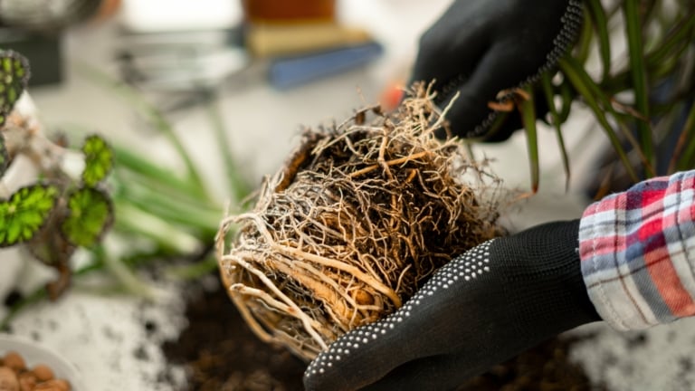 Why Are My Plant's Roots Sticking Out of the Soil?