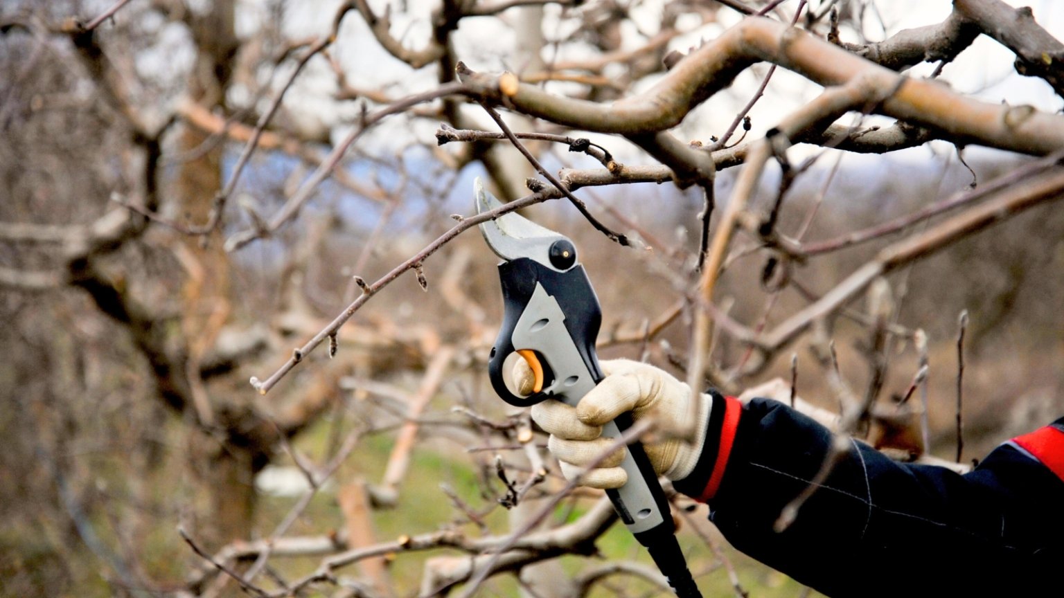 How to Plant, Grow, and Care for Asian Pear Trees