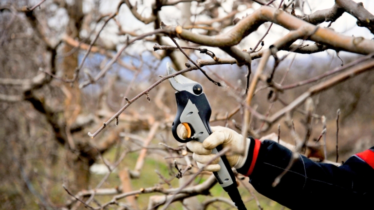 How to Plant, Grow, and Care for Pluot Tree