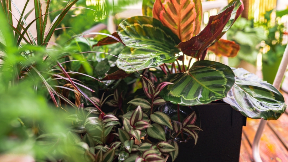 5 Ways to Protect Tropical Outdoor Plants From Frost Damage