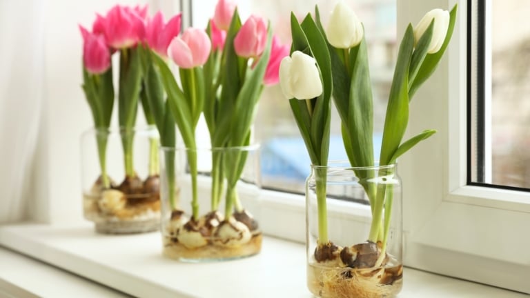 How to Grow Tulip Bulbs in Water Indoors: 7 Easy Steps