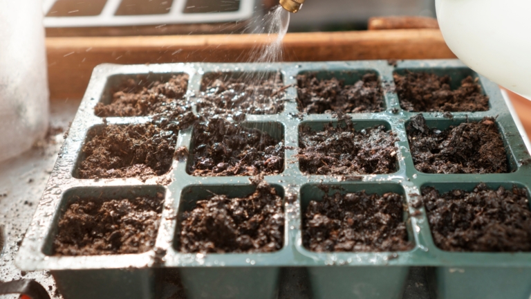 Greenhouse Seed-Starting 101: Tips and Tricks for the Beginner