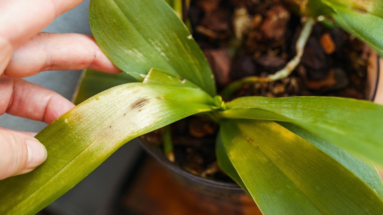 Should You Trim Dead Orchid Leaves?