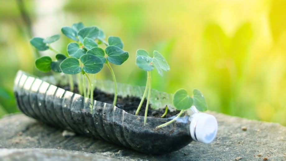 7 Container Types You Can Use to Winter Sow