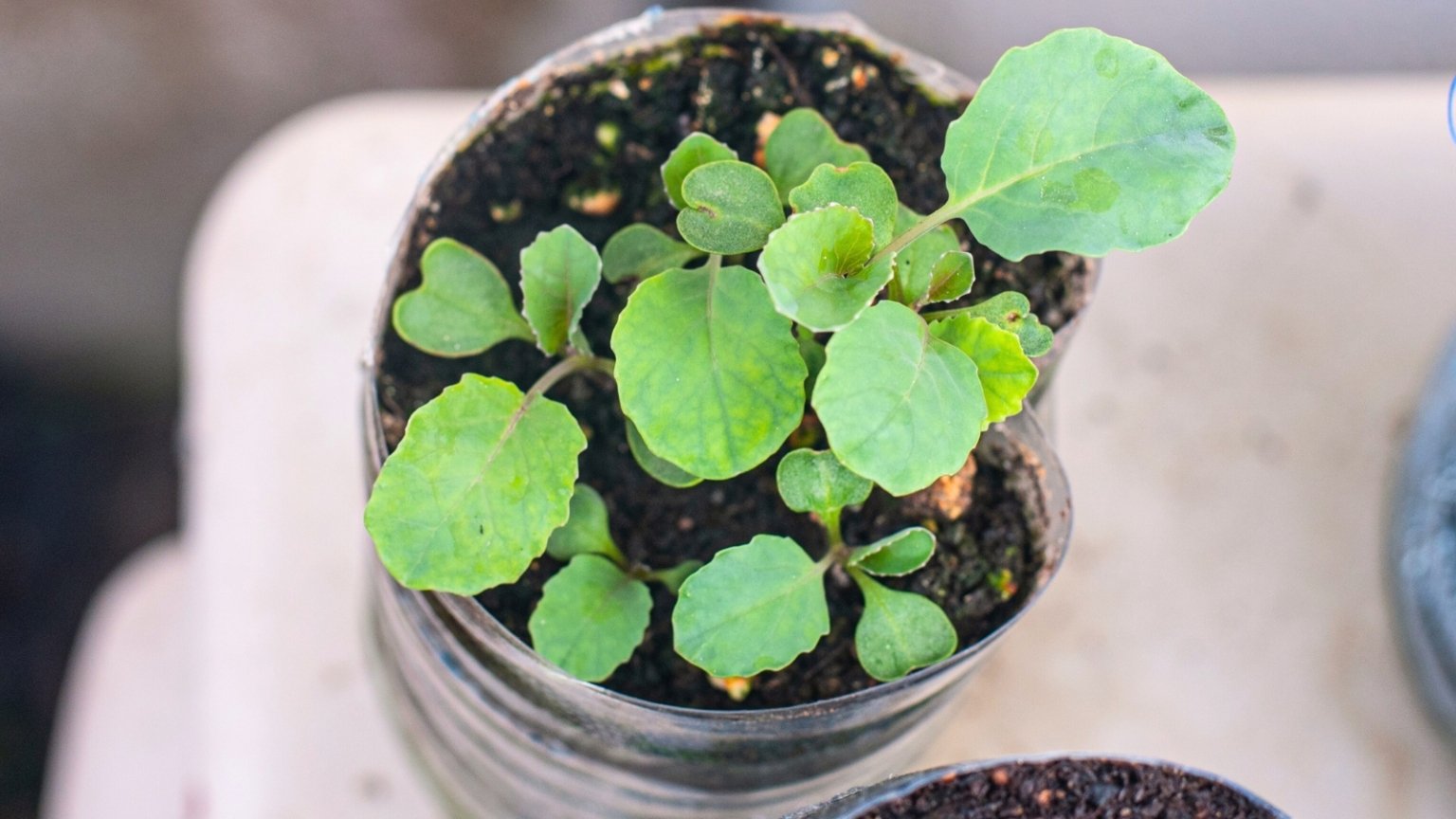 13 Vegetables You Can Winter Sow