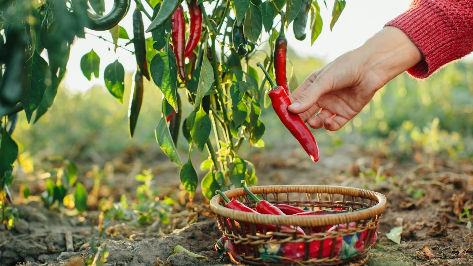 How to Grow Chile Peppers From Seed