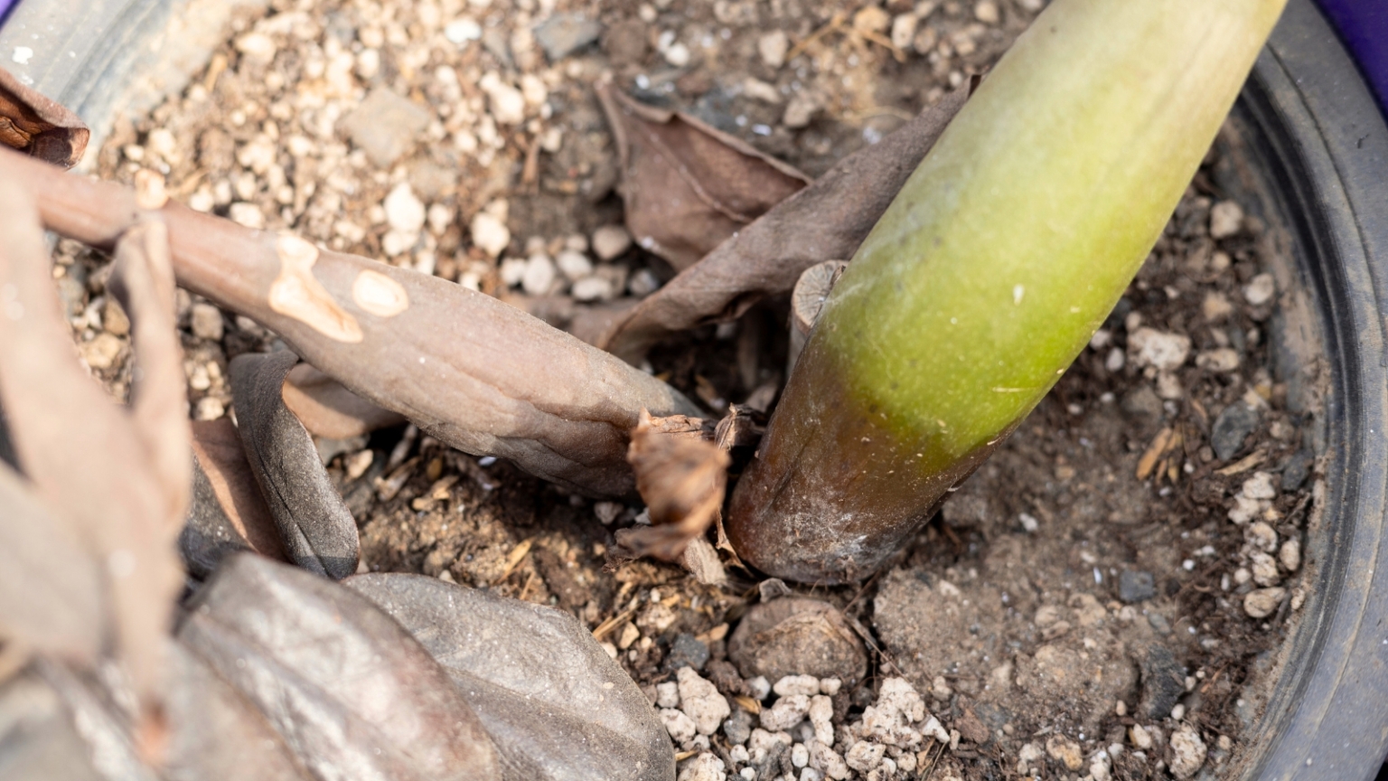7 Signs It’s Time to Repot Your ZZ Plant