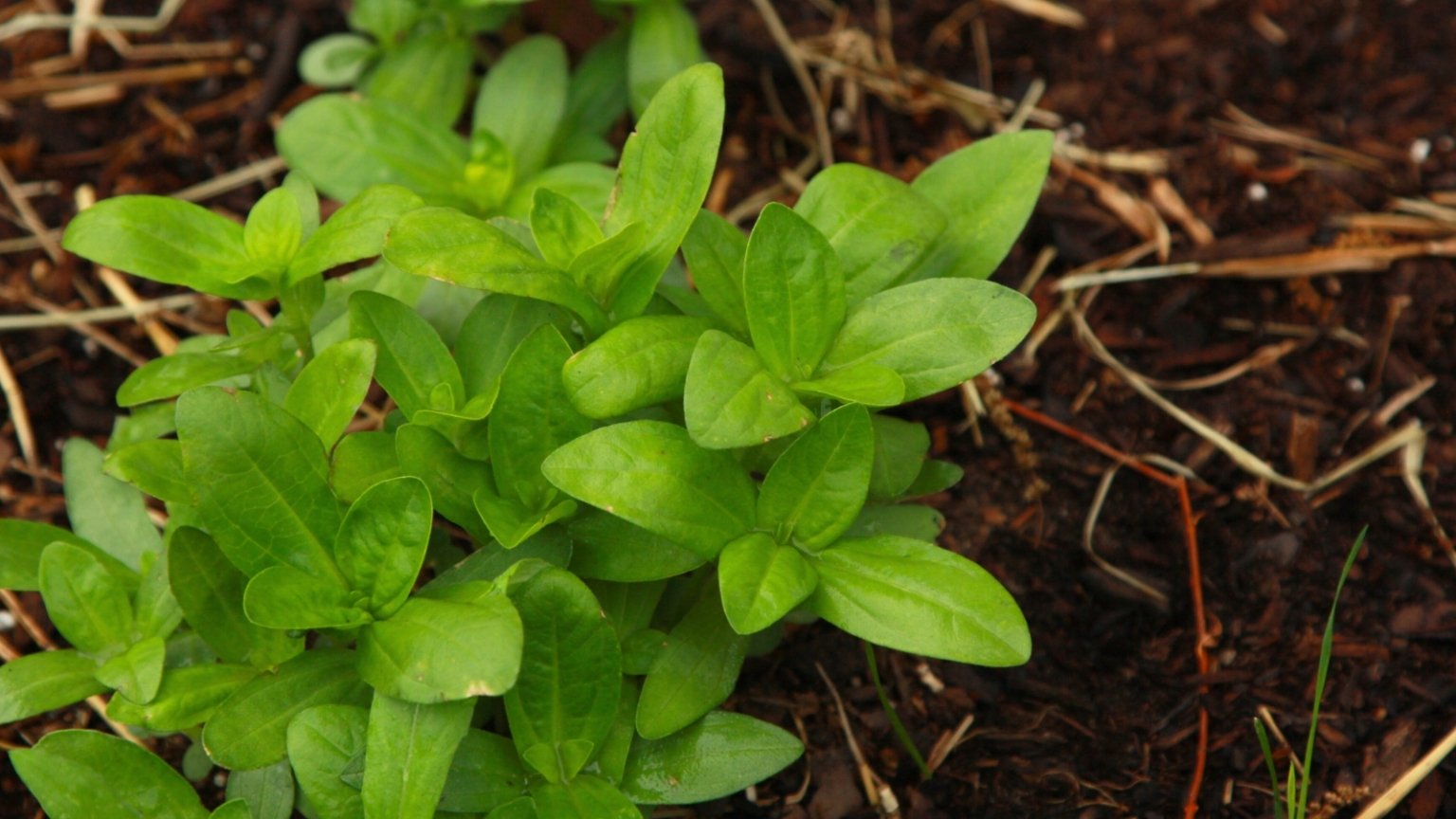 How to Grow Zinnias from Seed: A Beginner's Guide