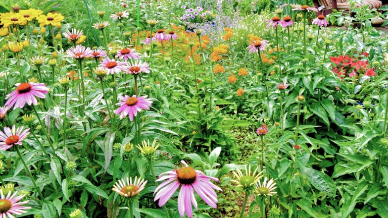 13 Wildflowers We're Winter Sowing in February