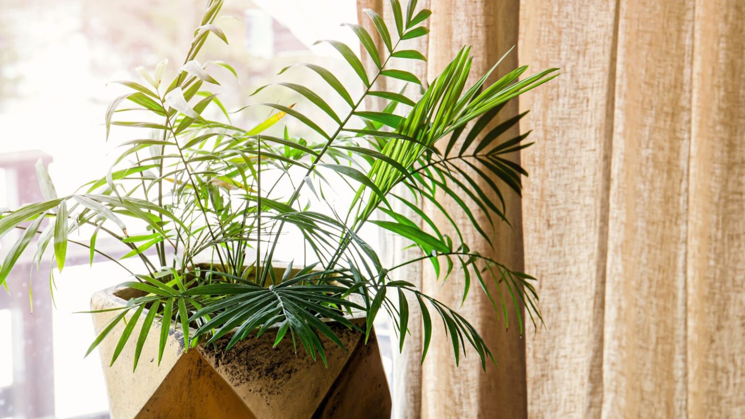What to Do Immediately When You Bring Home a New Parlour Palm