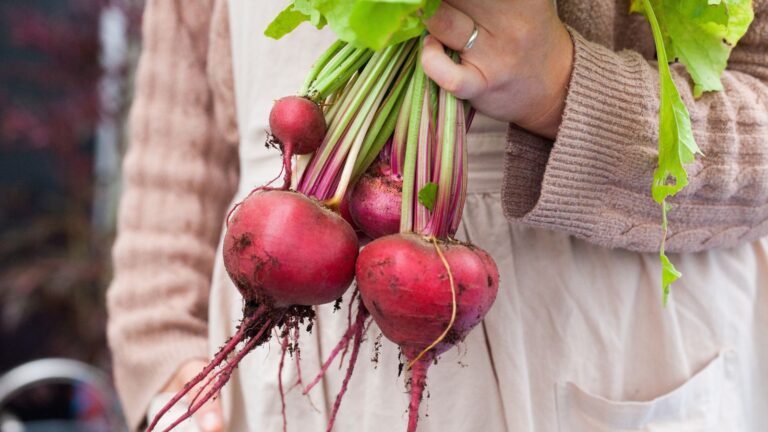 How to Plant, Grow, and Care For ‘Chioggia’ Beets