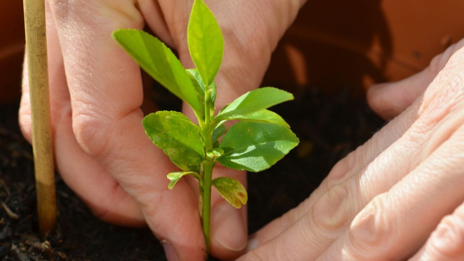 7 Lemon Tree Diseases: Causes and Cures