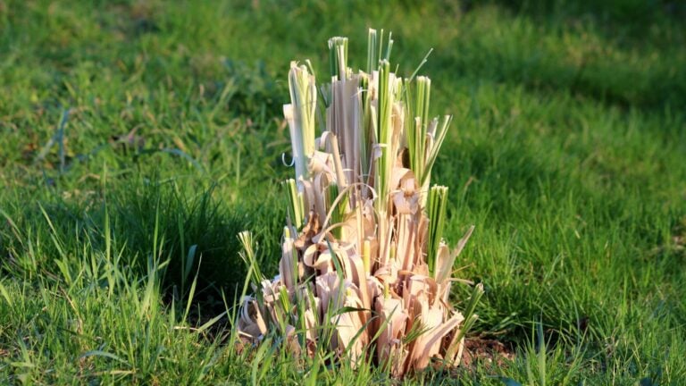 How To Get Rid Of Pampas Grass