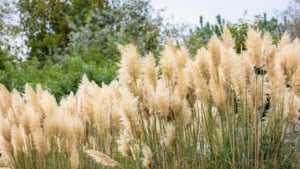 How To Get Rid of Pampas Grass: 7 Eradication Tips