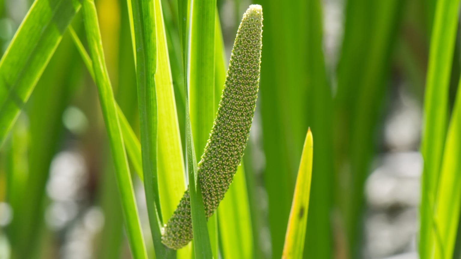 15 Evergreen Grasses for Your Landscape