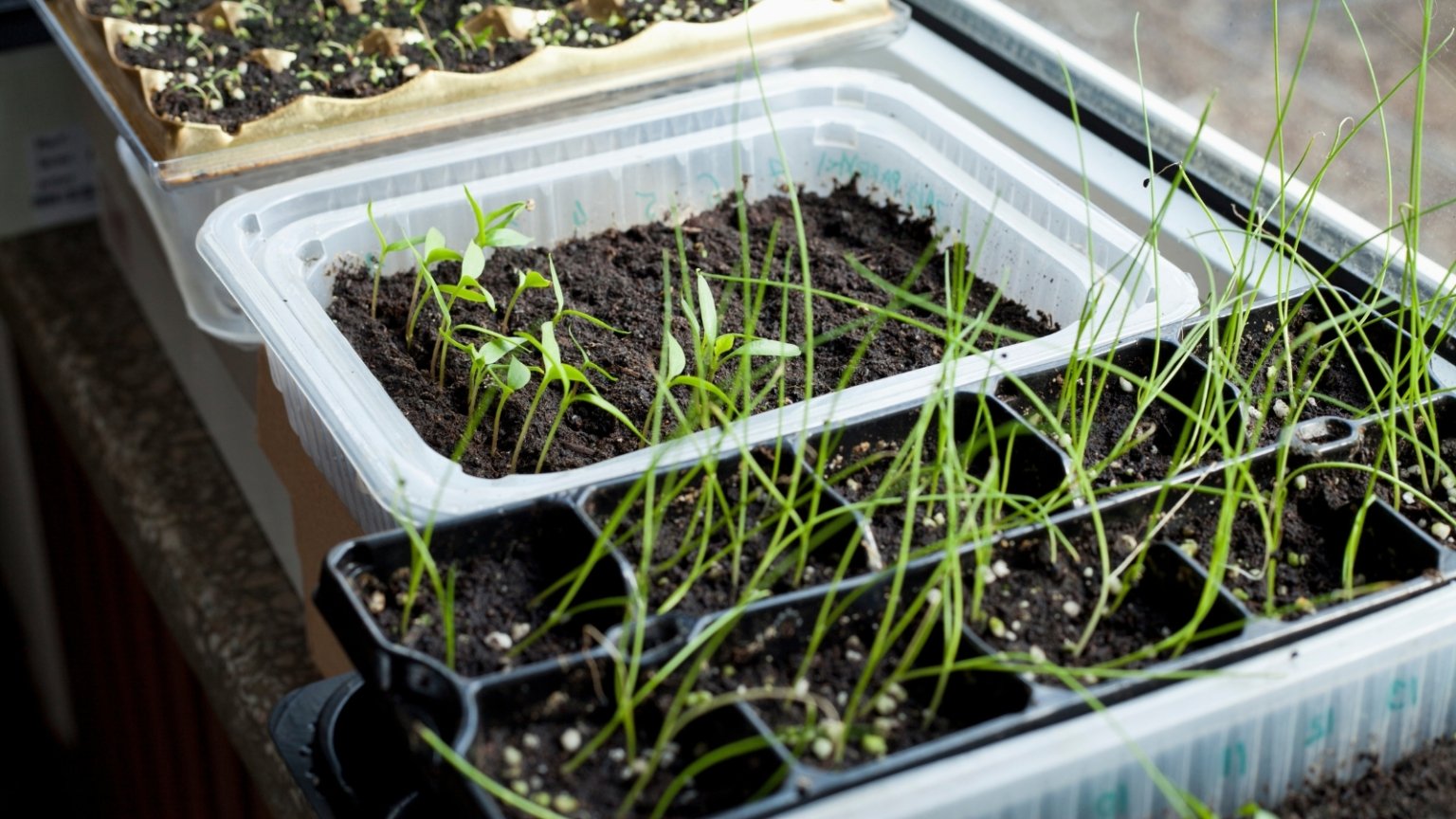 How to Start Onion Seeds Indoors in 7 Steps