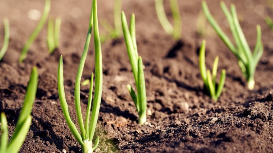 How to Start Onion Seeds Indoors in 7 Steps