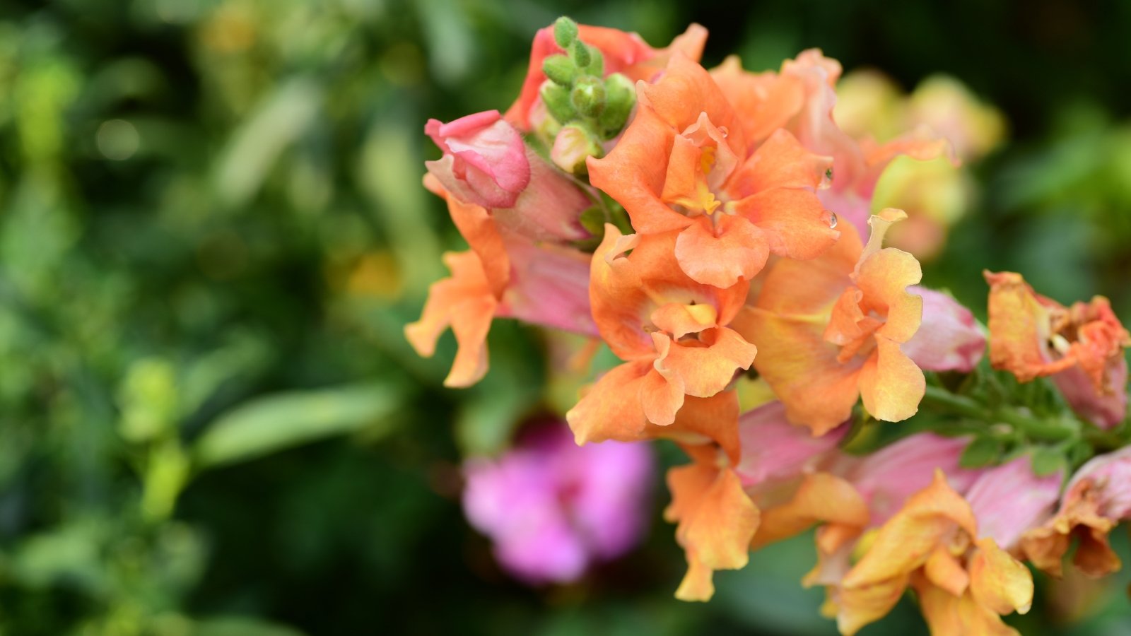How to Cold Stratify Snapdragon Seeds - Epic Gardening
