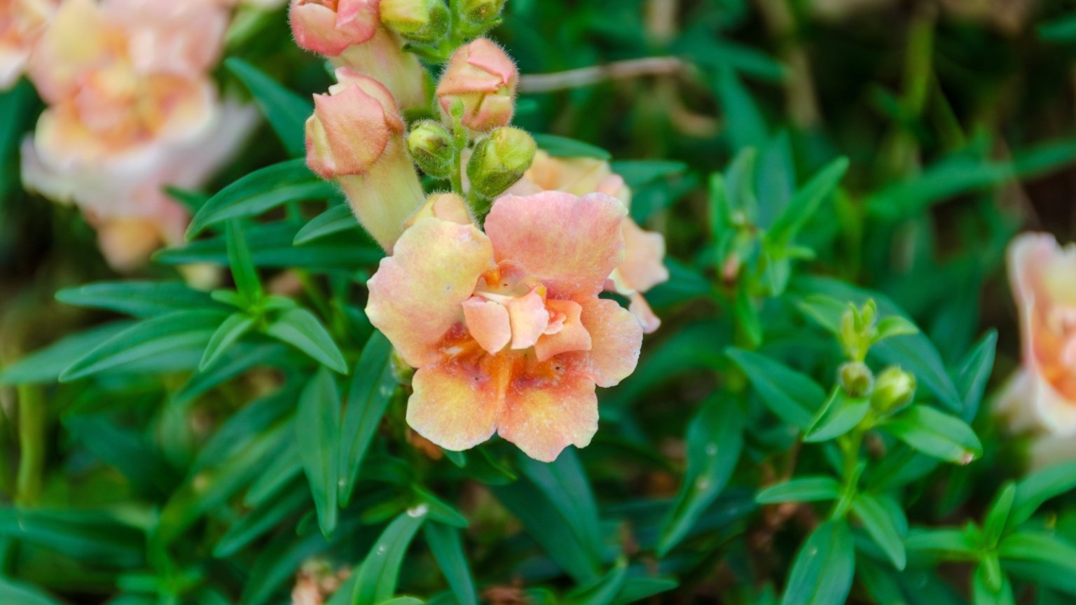 How to Cold Stratify Snapdragon Seeds - Epic Gardening